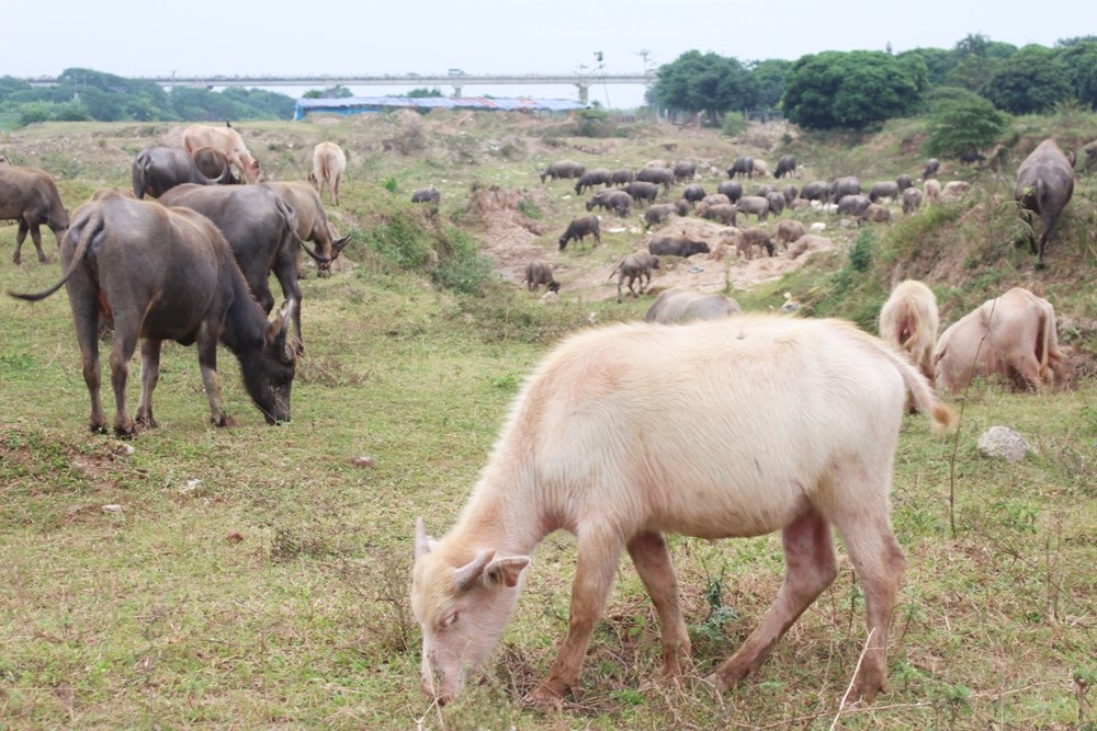 Đàn trâu “khủng” hơn 200 con, trị giá tiền tỷ giữa lòng Hà Nội | Báo ...
