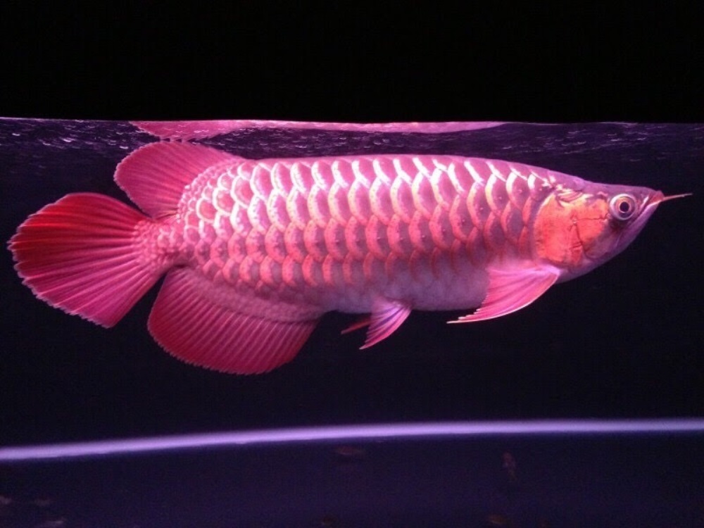 Chiêm ngưỡng những loài cá rồng đắt đỏ được dân chơi Hà thành "săn lùng ...