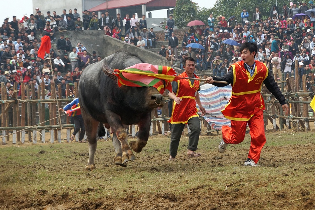 Hàng nghìn người xem trâu chọi Hải Lựu quyết đấu | Báo Dân trí