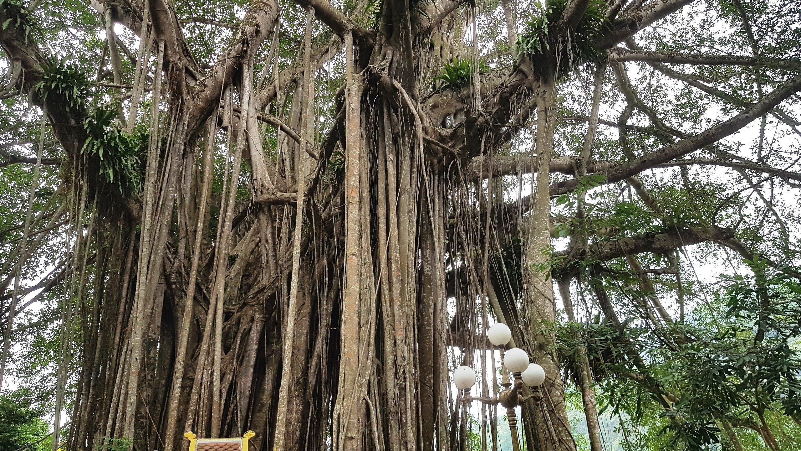 “Cây đa di sản” hơn 300 tuổi có chu vi lớn nhất Việt Nam | Báo Dân trí