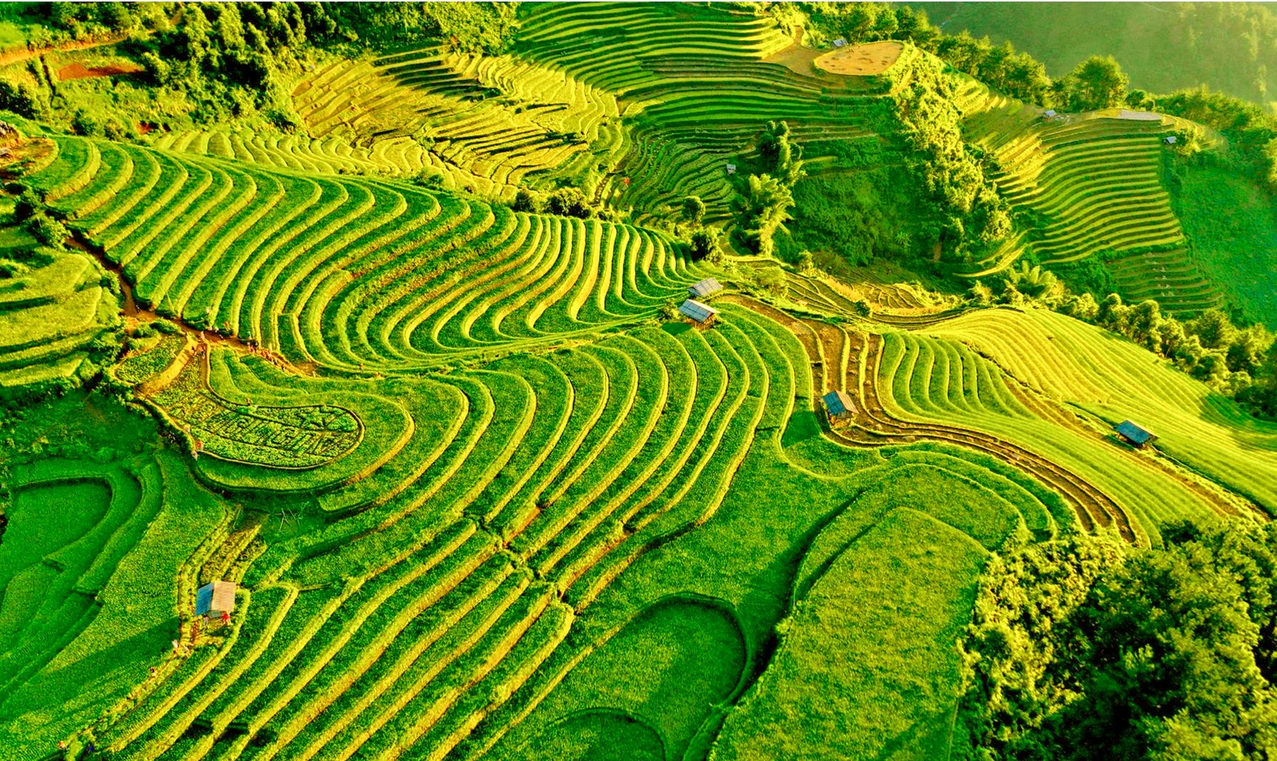 Ngắm Nhìn Những Dải Lụa Vàng ở Mù Cang Chải Báo Dân Trí