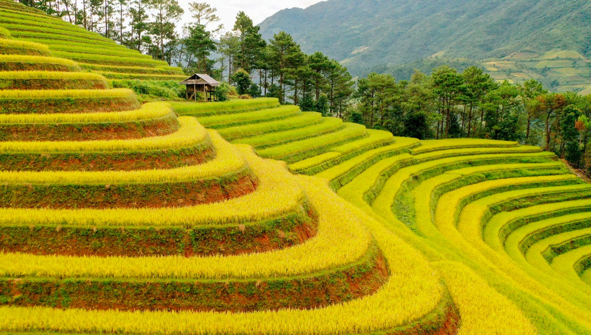 Ngắm Nhìn Những Dải Lụa Vàng ở Mù Cang Chải Báo Dân Trí