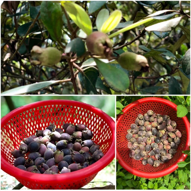 Mùa sim chín | Chuyên trang Dân sinh