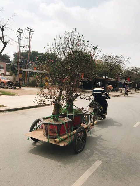 Chuyên trang Dân sinh - Mua, bán “tàn xuân” | Báo Dân trí
