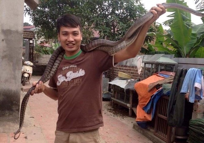 Chuyên trang Dân sinh - Khởi nghiệp với nghề nuôi rắn ráo trâu | Báo ...