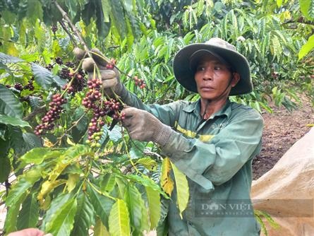 Thousands of workers flock to Kon Tum during coffee harvesting season