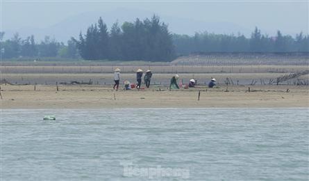 Oyster and clam hunting on central beaches | DTiNews