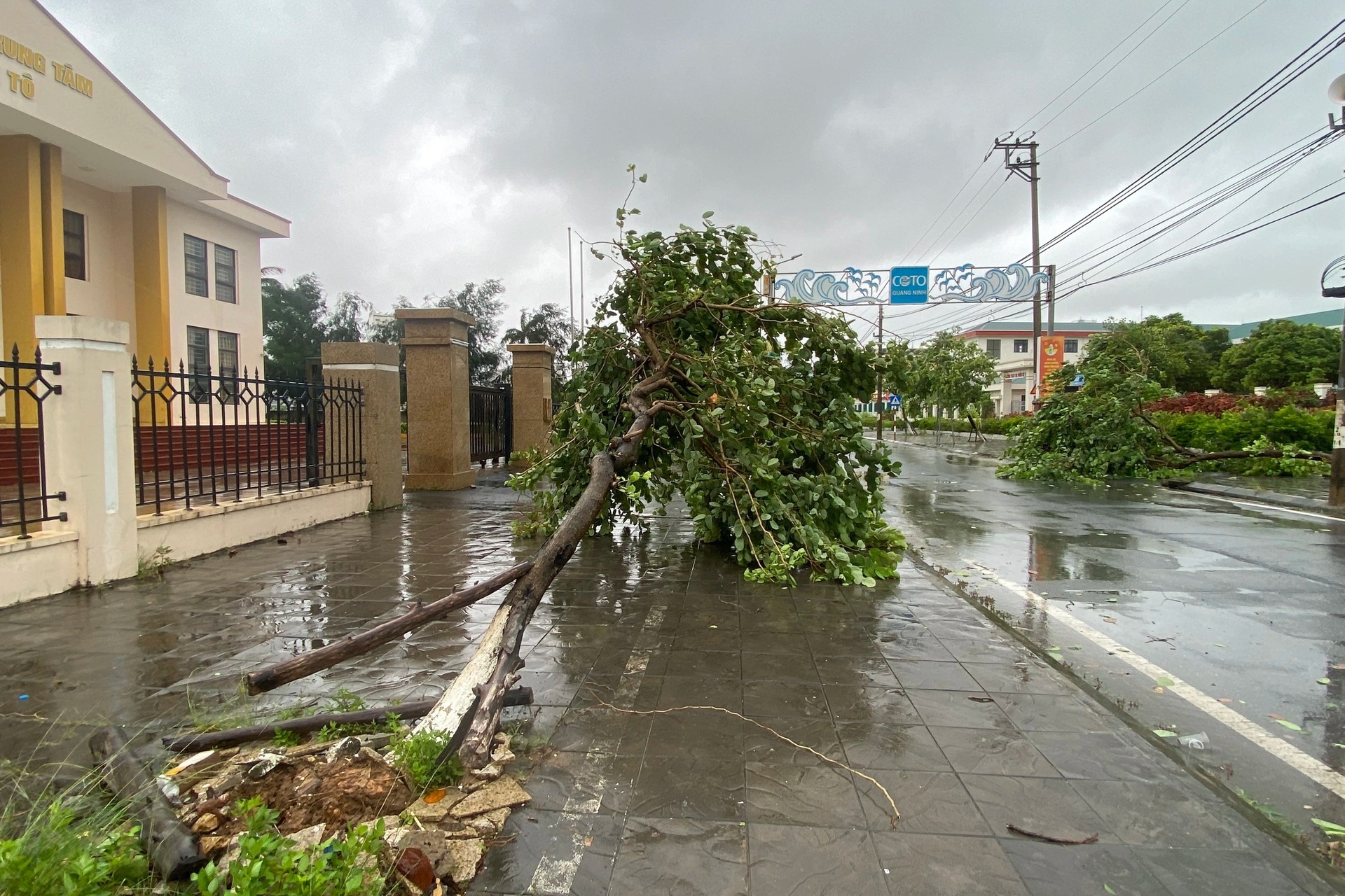 Trees uprooted as Storm Prapiroon sweeps through Quang Ninh | DTiNews