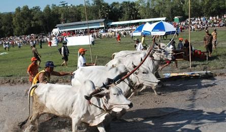 Cow race – Khmer Cultural Festival highlight