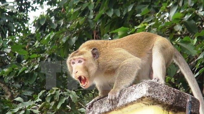 Monkeys destroy Ninh Thuan crops | DTiNews