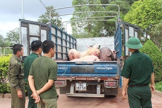 Chinese pig smuggling rampant at border areas | DTiNews