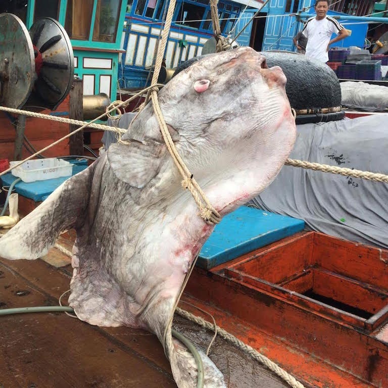 Fishermen catch one-tonne moon fish