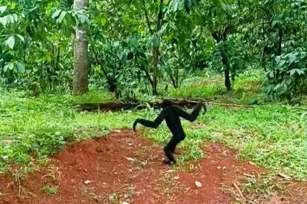 White-cheeked gibbon found on Dong Nai farm | DTiNews