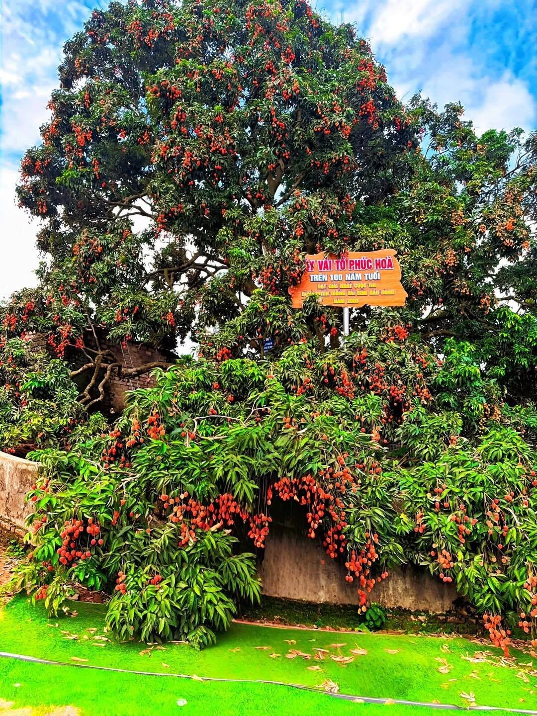 Century-old lychee tree in Bac Ninh yields 800kg of fruit | DTiNews