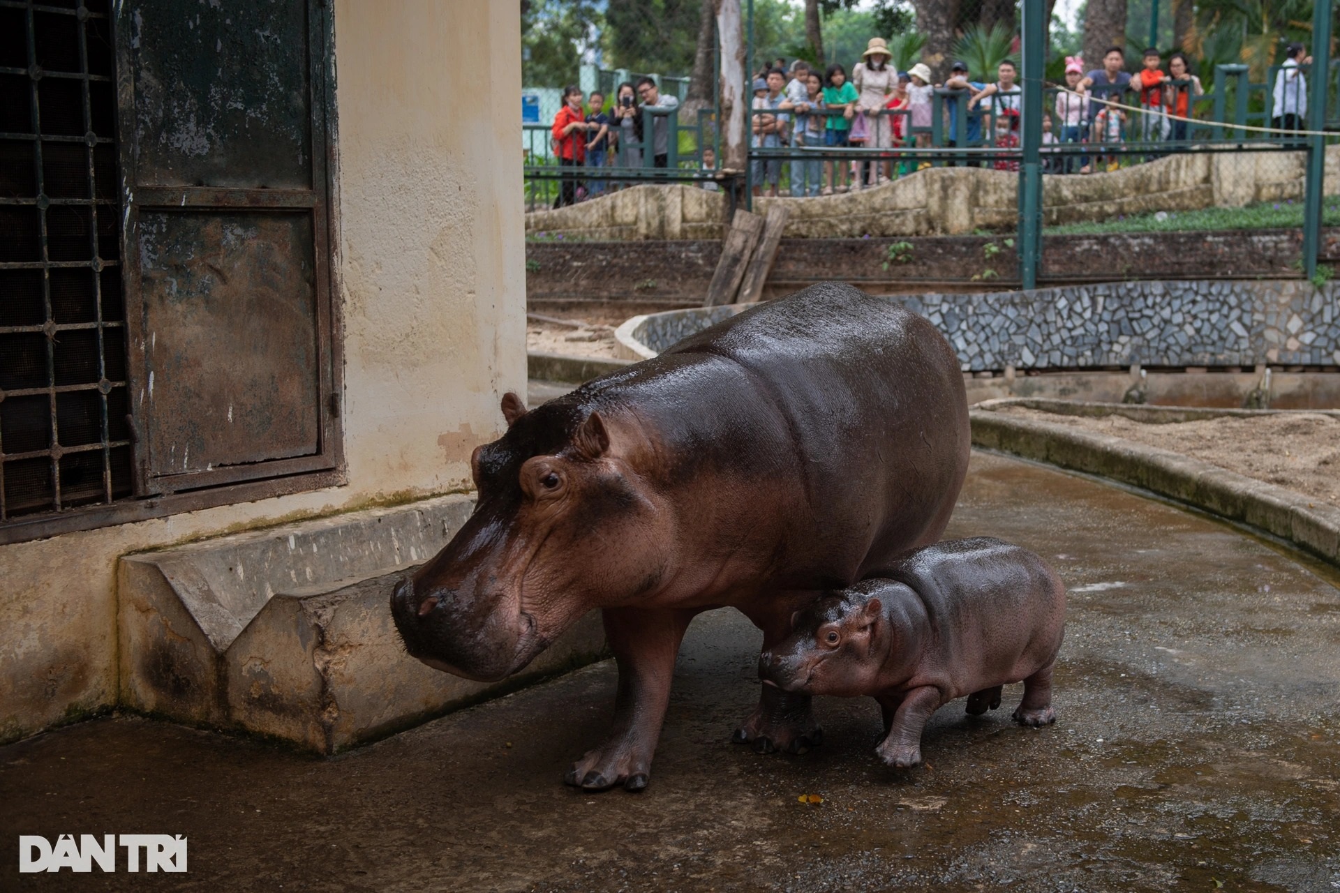 First hippo born at Hanoi zoo weighs nearly 100 kilos | DTiNews
