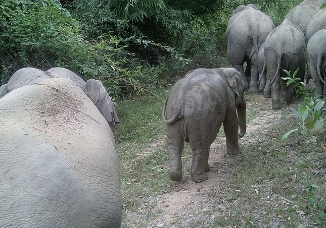 Camera traps used to define elephant population in Dong Nai