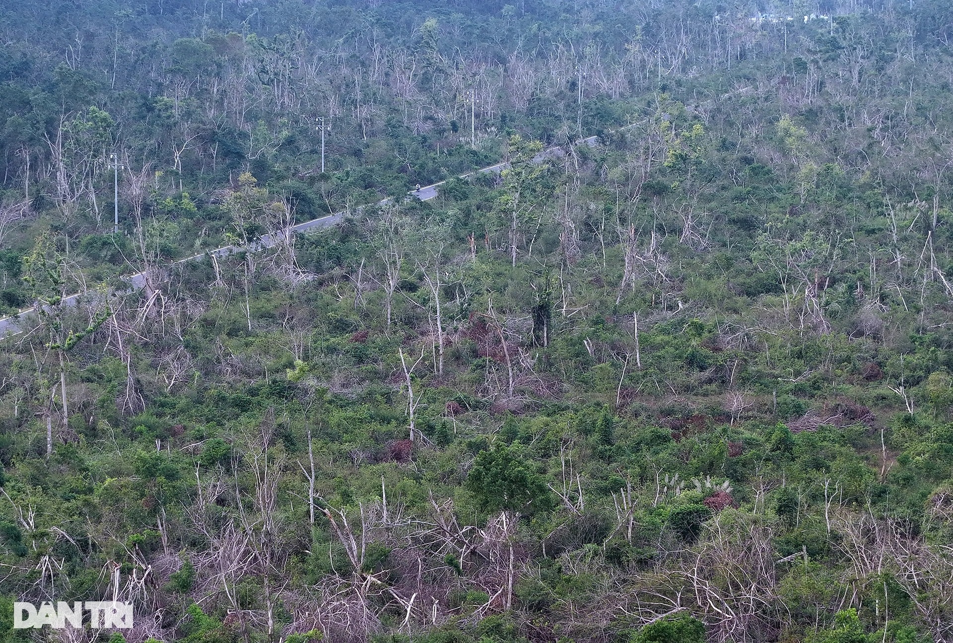 Cat Ba National Park remains devastated after Typhoon Yagi | DTiNews