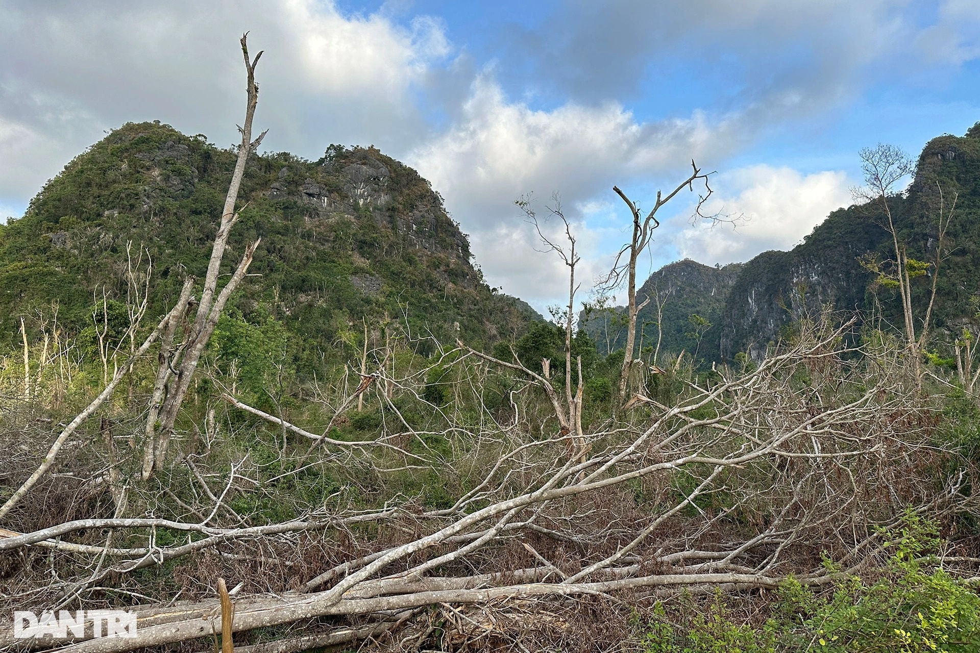 Cat Ba National Park remains devastated after Typhoon Yagi | DTiNews