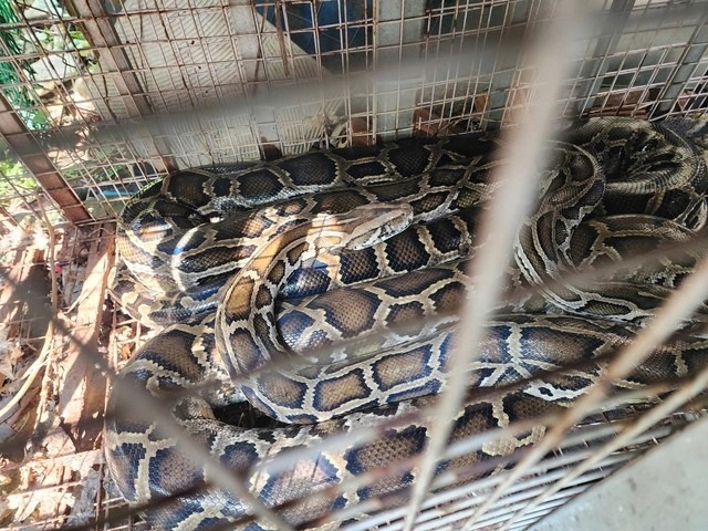 DTiNews - HCM City residents hand over three reticulated pythons | Báo ...