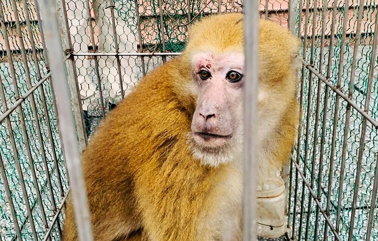 Rare monkey spotted on Ha Tinh field | DTiNews