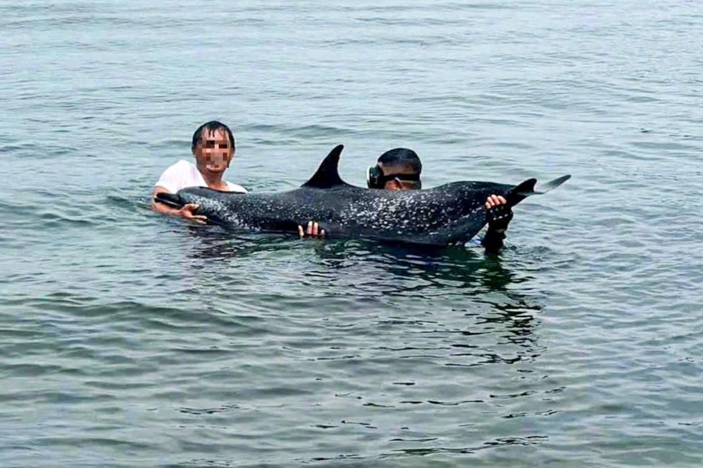 Injured dolphin dies a day after rescue off Danang coast | DTiNews