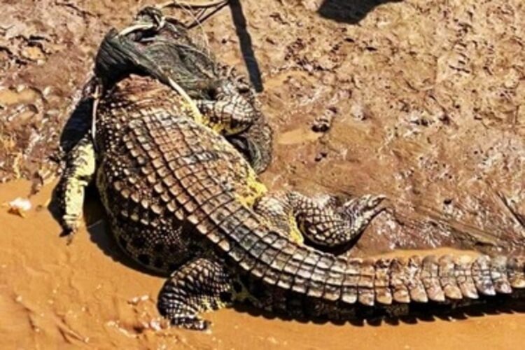 Urgent search underway for crocodile after attack in Khanh Hoa
