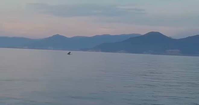 Whale spotted near Hon Mun in Nha Trang Bay | DTiNews