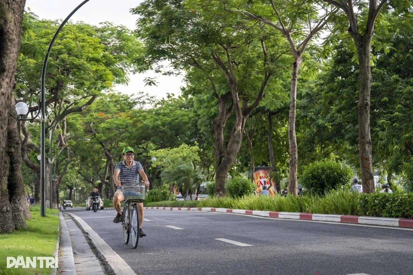 Hanoi plans more uniform tree planting along city streets | DTiNews