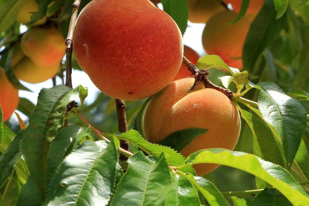 5 lợi ích tuyệt vời của quả đào với sức khỏe | Báo Dân trí