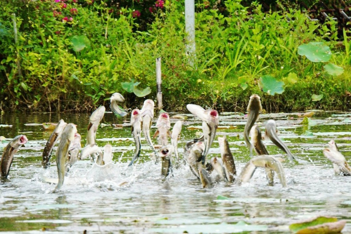 Đến Đồng Tháp đã mắt với trò xem... cá lóc bay | Báo Dân trí