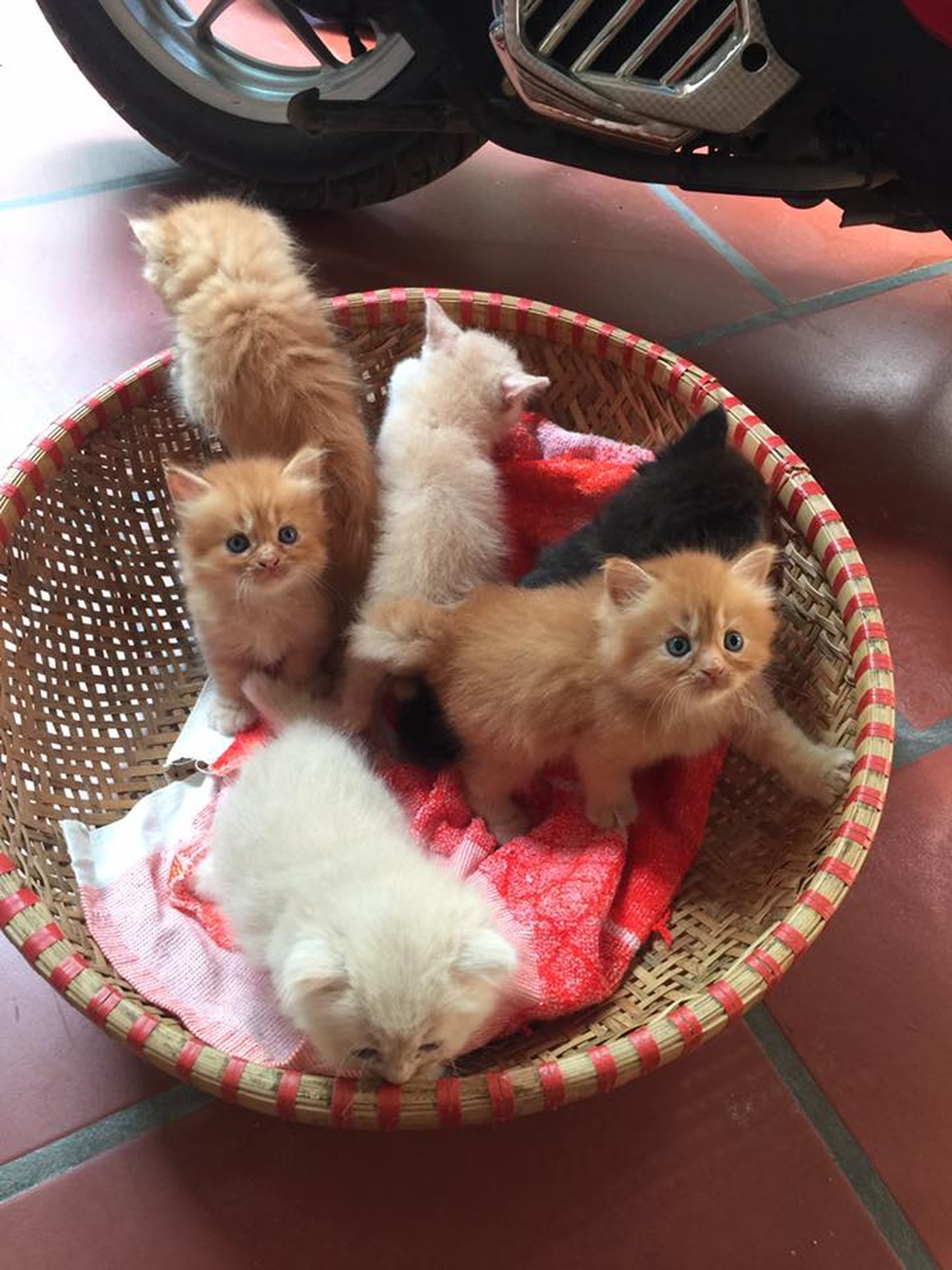 Hái ra tiền nhờ đam mê nuôi mèo cảnh | Báo Dân trí