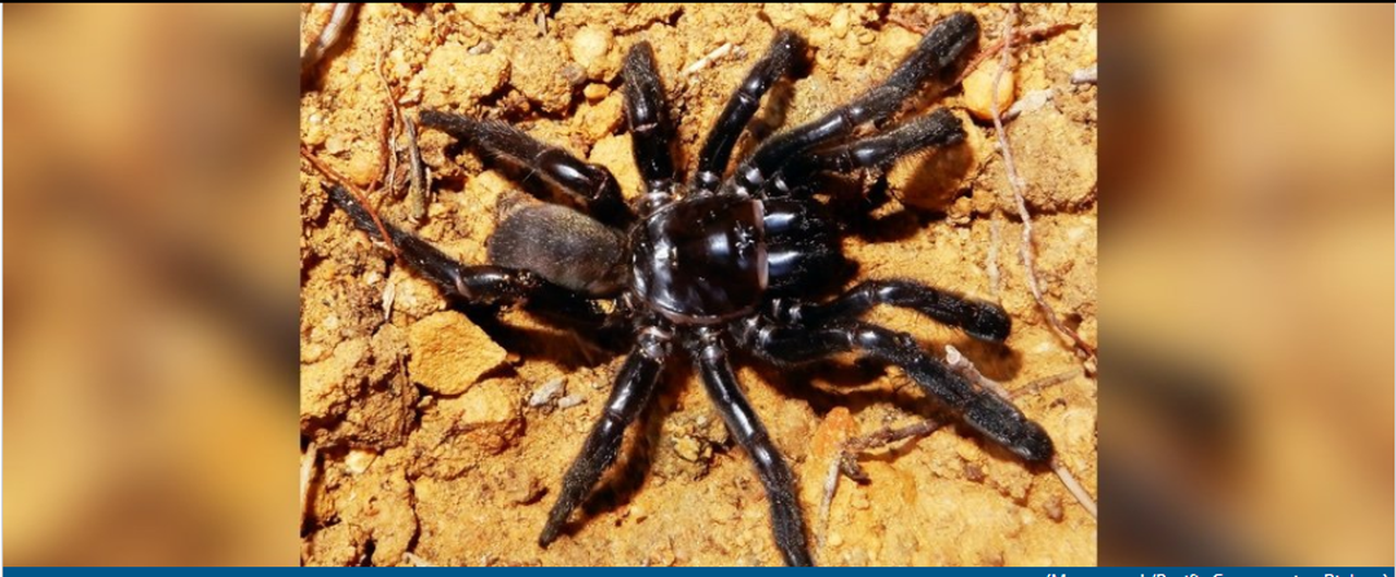 Con nhện nhiều tuổi nhất thế giới | Báo Dân trí