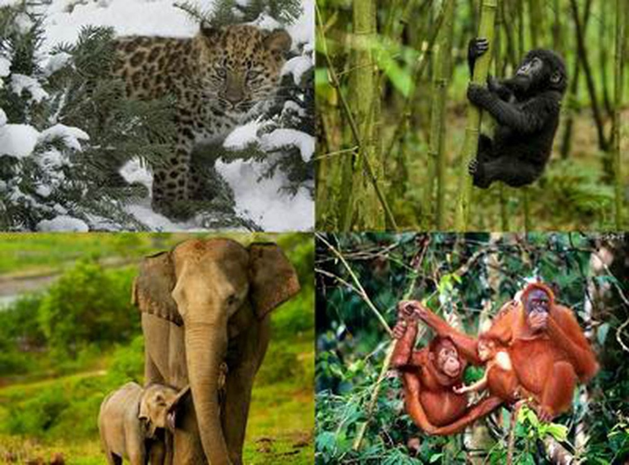 8 triệu học sinh tiểu học sẽ được học về bảo tồn động vật hoang dã nguy ...