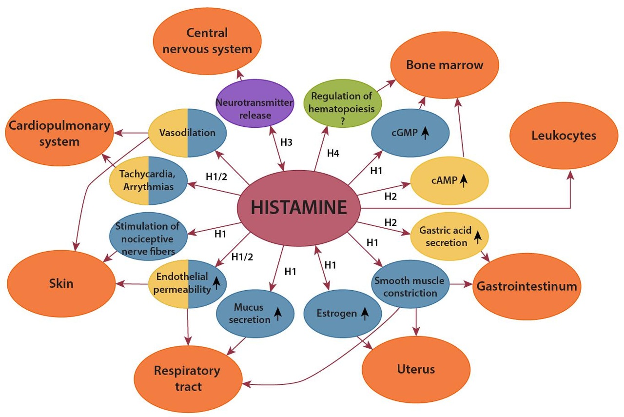 Histamine: Chất sinh học, gây dị ứng và nhiễm độc? | Báo Dân trí