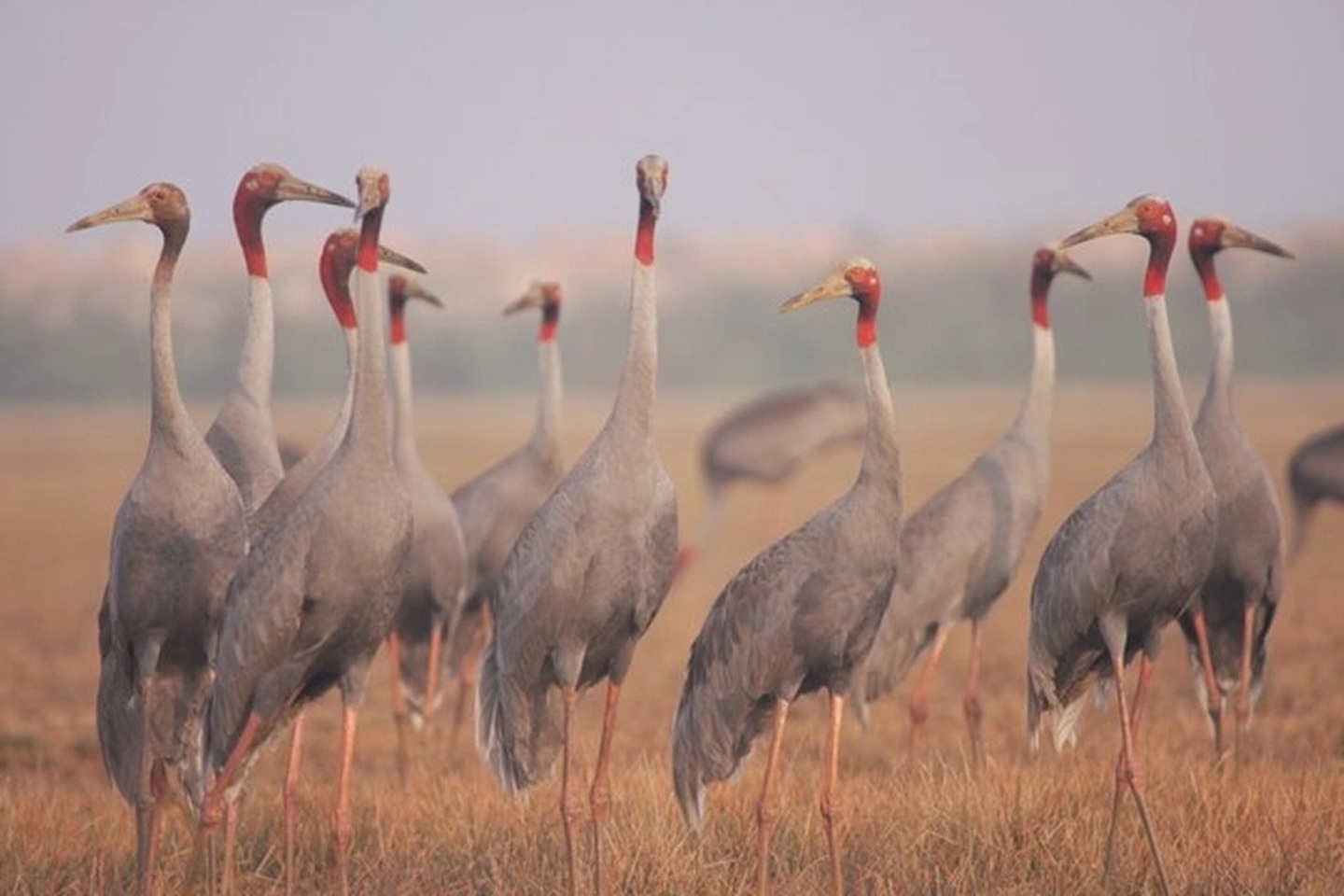 Dong Thap receives six red-crowned cranes from Thailand