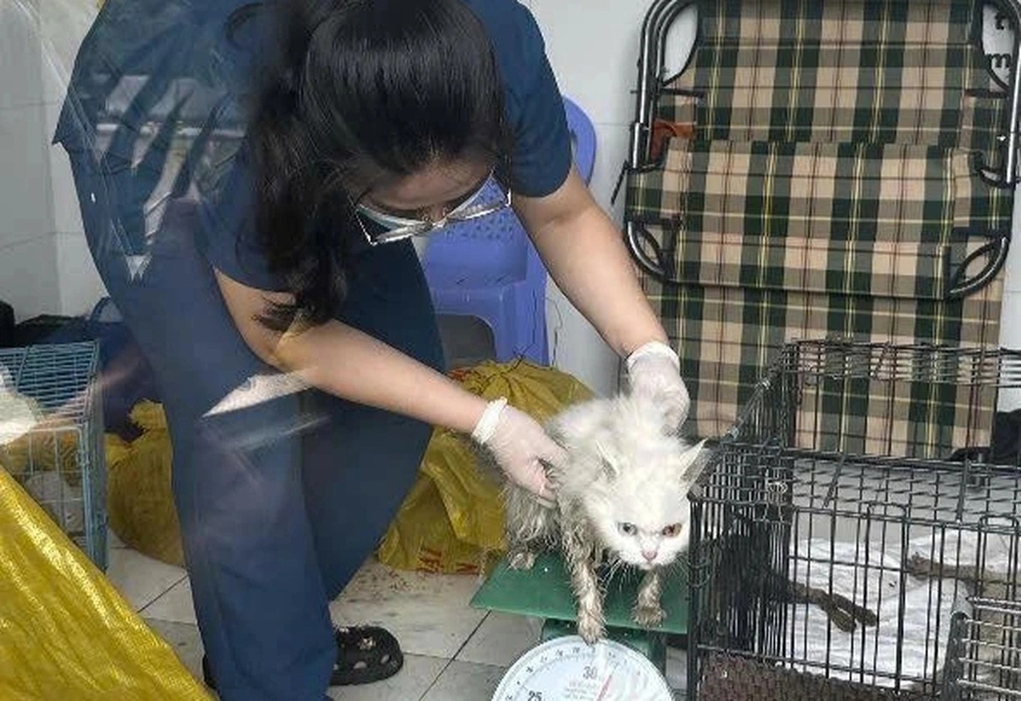 HCM City police seek owners of 32 pets rescued from dog and cat theft ring