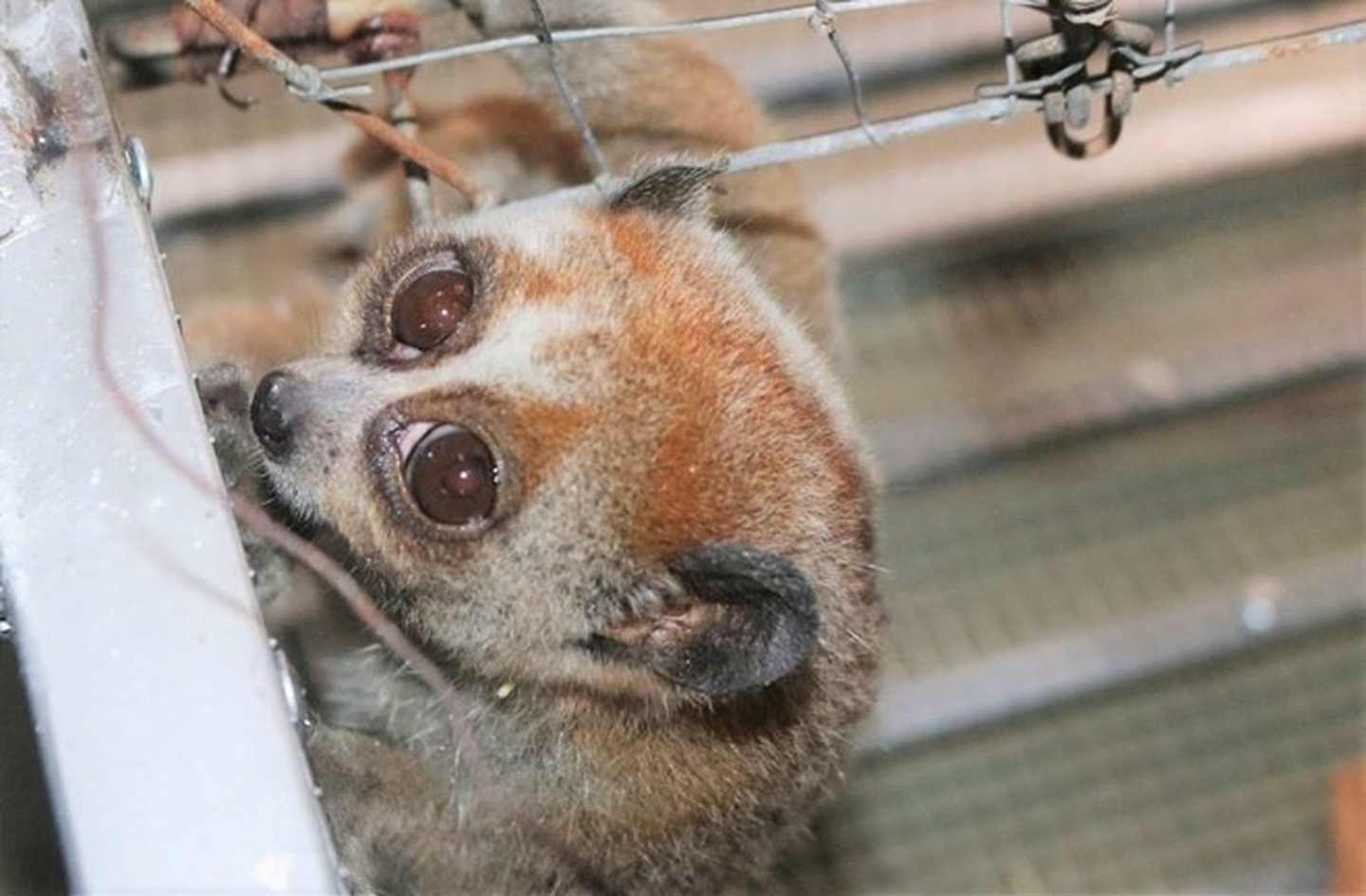Rare pygmy slow loris saved from dogs in Lam Dong