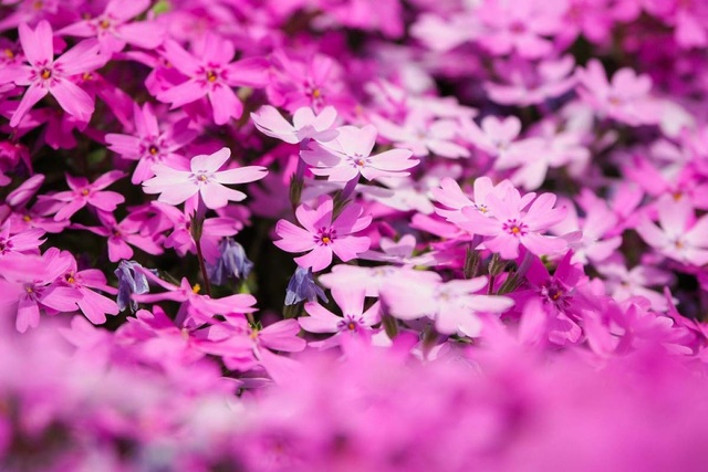 Hoa chi anh và câu chuyện về lễ hội mang tên một loài hoa | Báo Dân trí