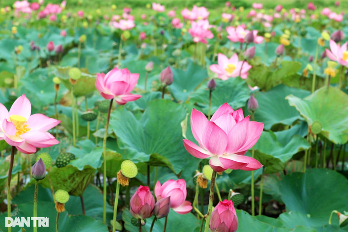 Đẹp ngỡ ngàng những cánh đồng sen gần phố cổ Hội An | Báo Dân trí