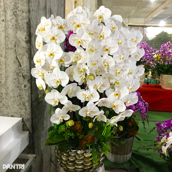 Hoa lan dát vàng độc lạ cắm trên gỗ "hút" khách chơi Tết | Báo Dân trí