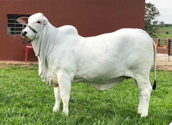 Từ vựng tiếng Anh con bò con là gì và cách sử dụng trong câu