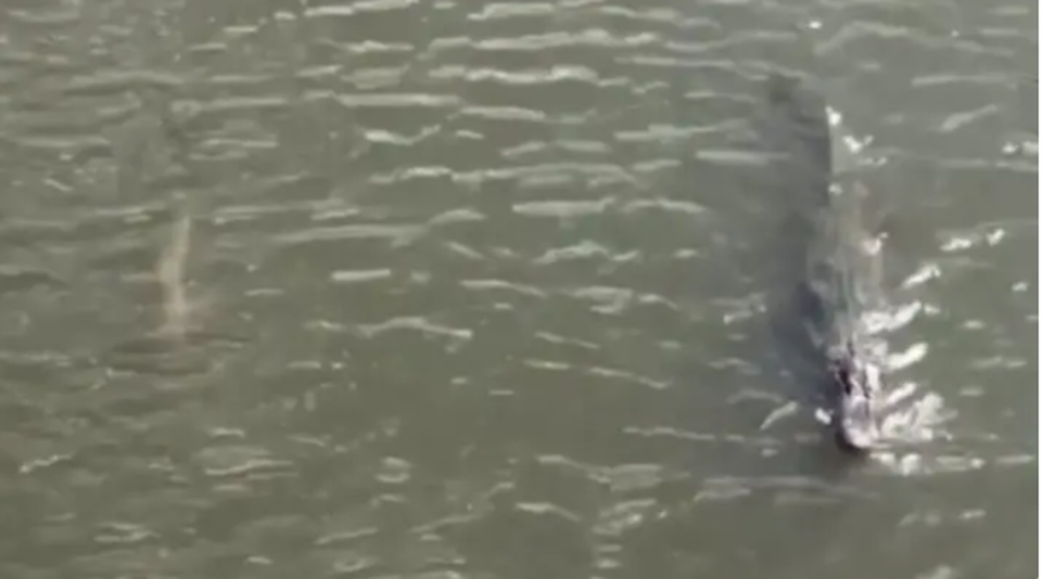 Cảnh tượng hiếm: Cá mập và cá sấu song hành dưới làn nước | Báo Dân trí