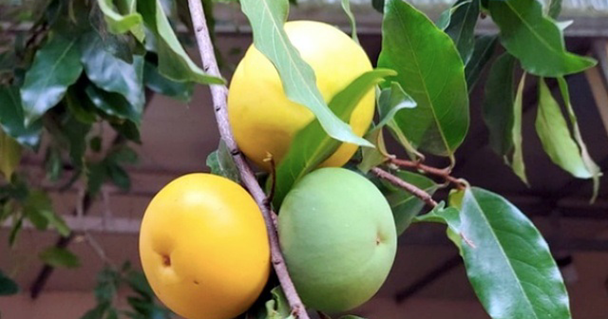 Bạn cần biết điều này khi ăn quả thị | Báo Dân trí