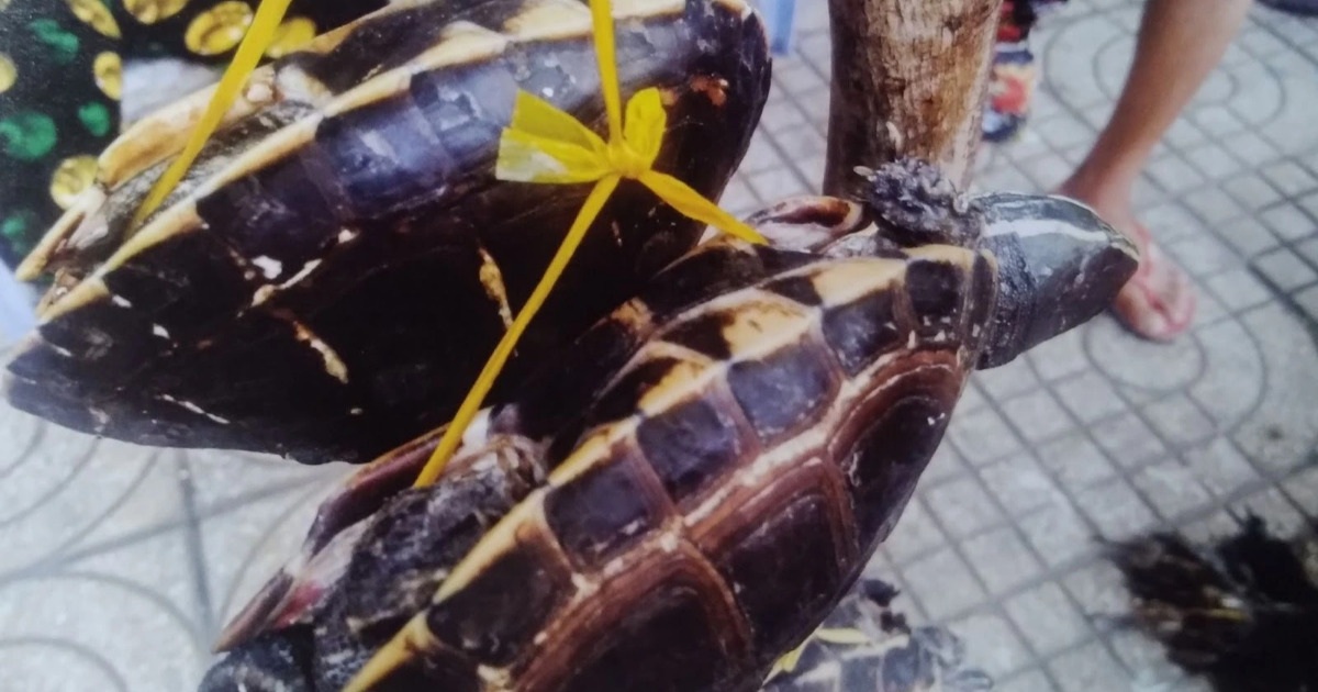 Biến tướng chợ ảo thời 4.0 dẫn đến nhiều loài rùa bị nguy cấp | Báo Dân trí