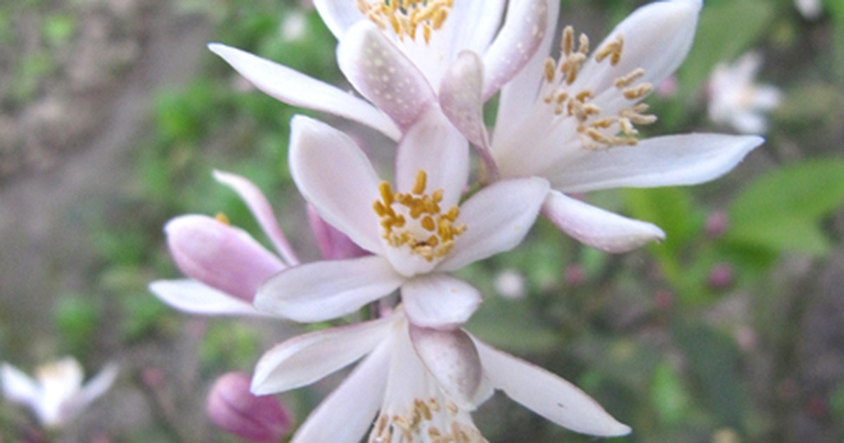 Ngỡ ngàng vẻ đẹp hoa chanh | Báo Dân trí