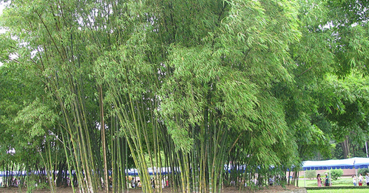 Tôi chọn biểu tượng Việt là cây Tre? | Báo Dân trí