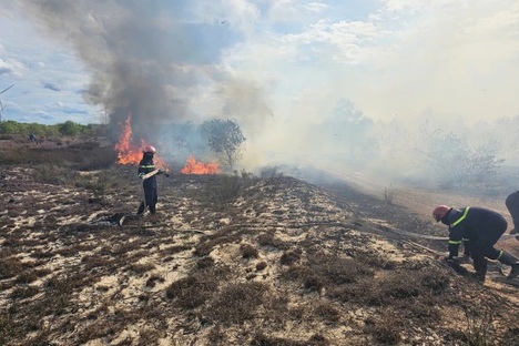 Coastal forest fires break out again in Quang Tri | DTiNews